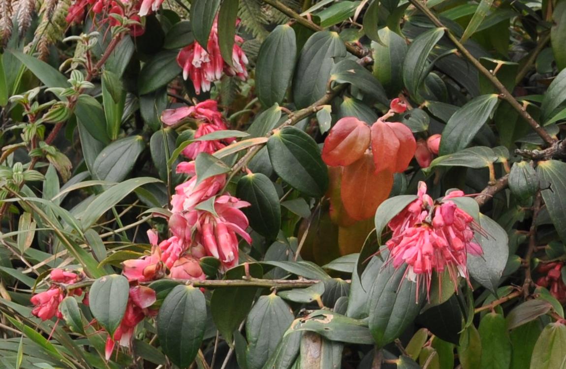 Other Areas (Colombia)