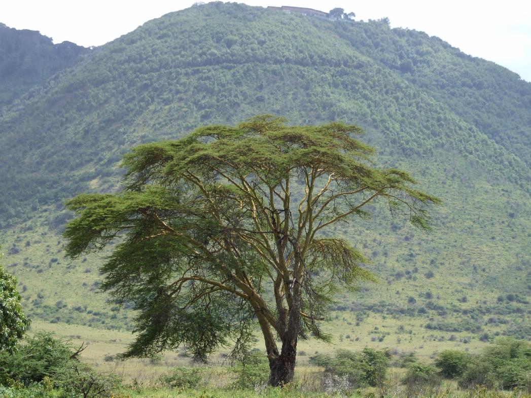 Pics from Ngorongoro, Part II (Tanzania)