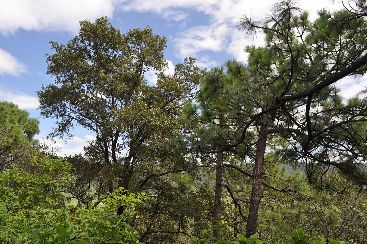 Other Pics from Southwestern Mexico