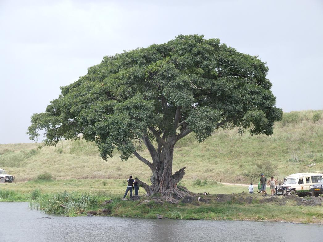 Pics from Ngorongoro, Part II (Tanzania)