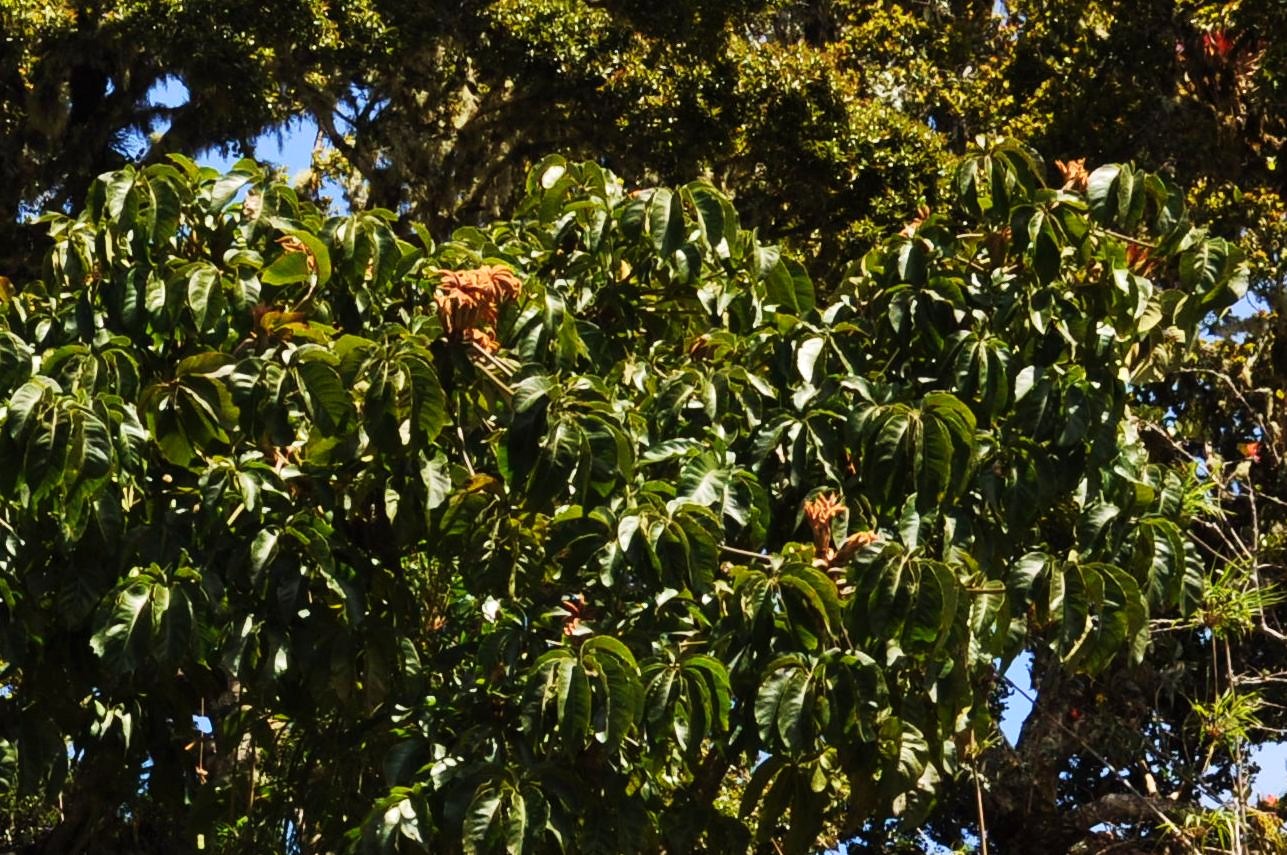 Volcán Barú (Panamá)