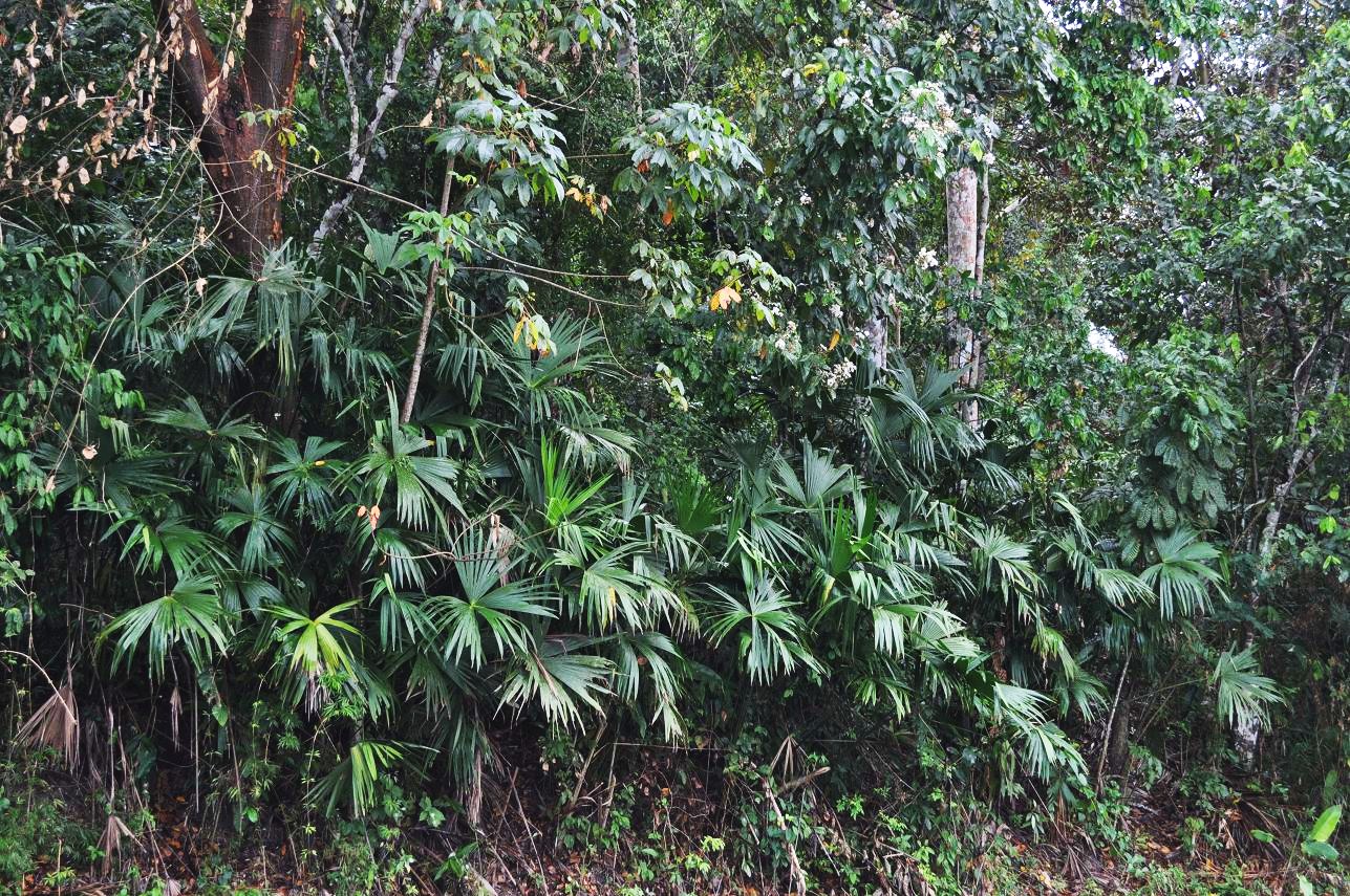 Miscellaneous, Part II (Panamá)