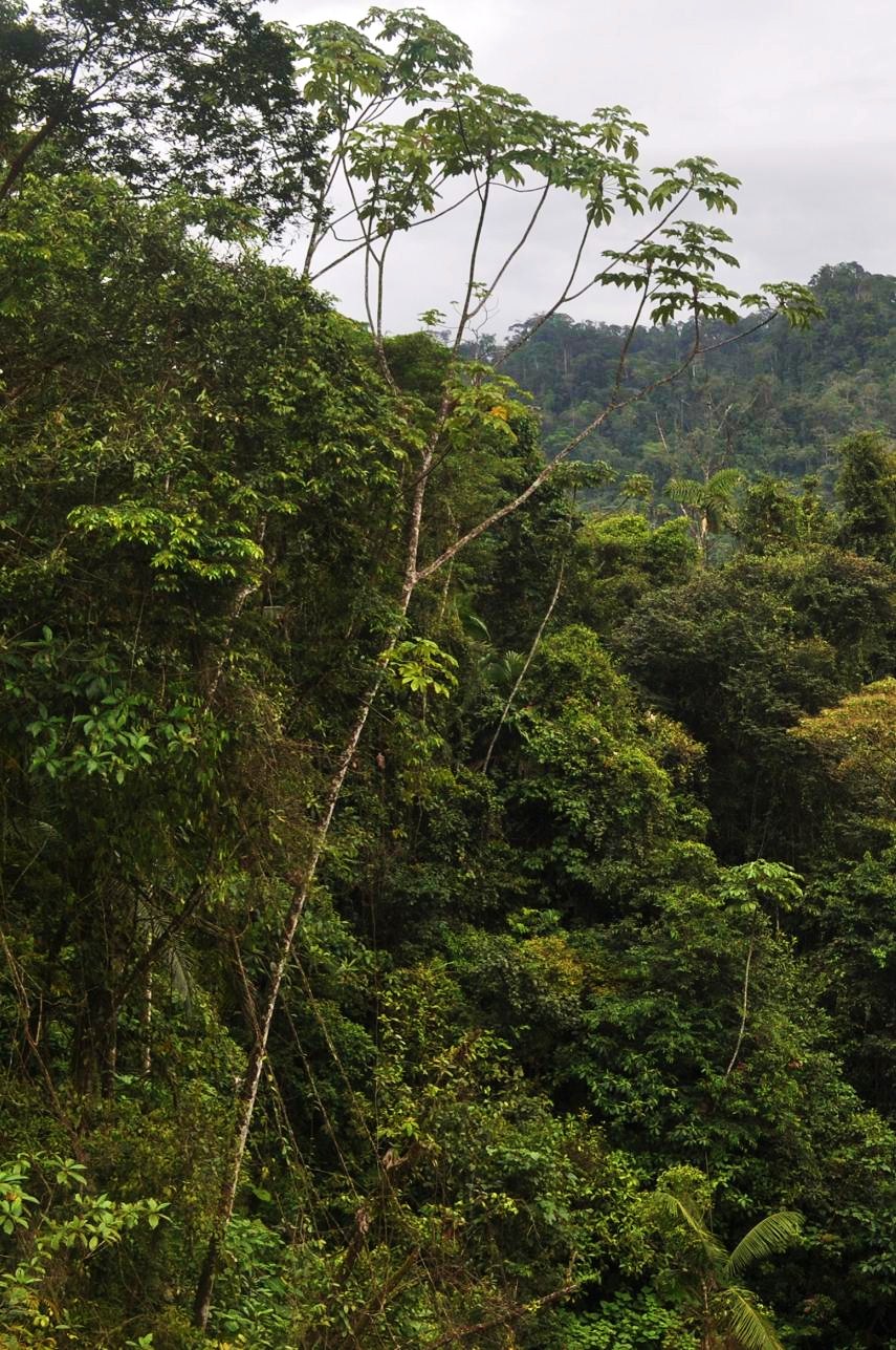 Miscellaneous, Part II (Panamá)