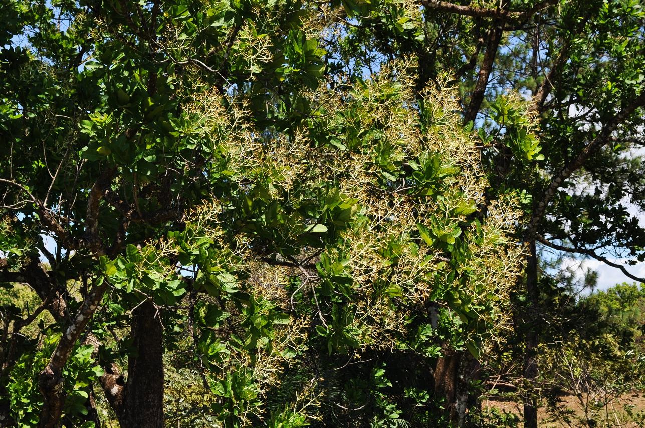 Miscellaneous, Part II (Panamá)