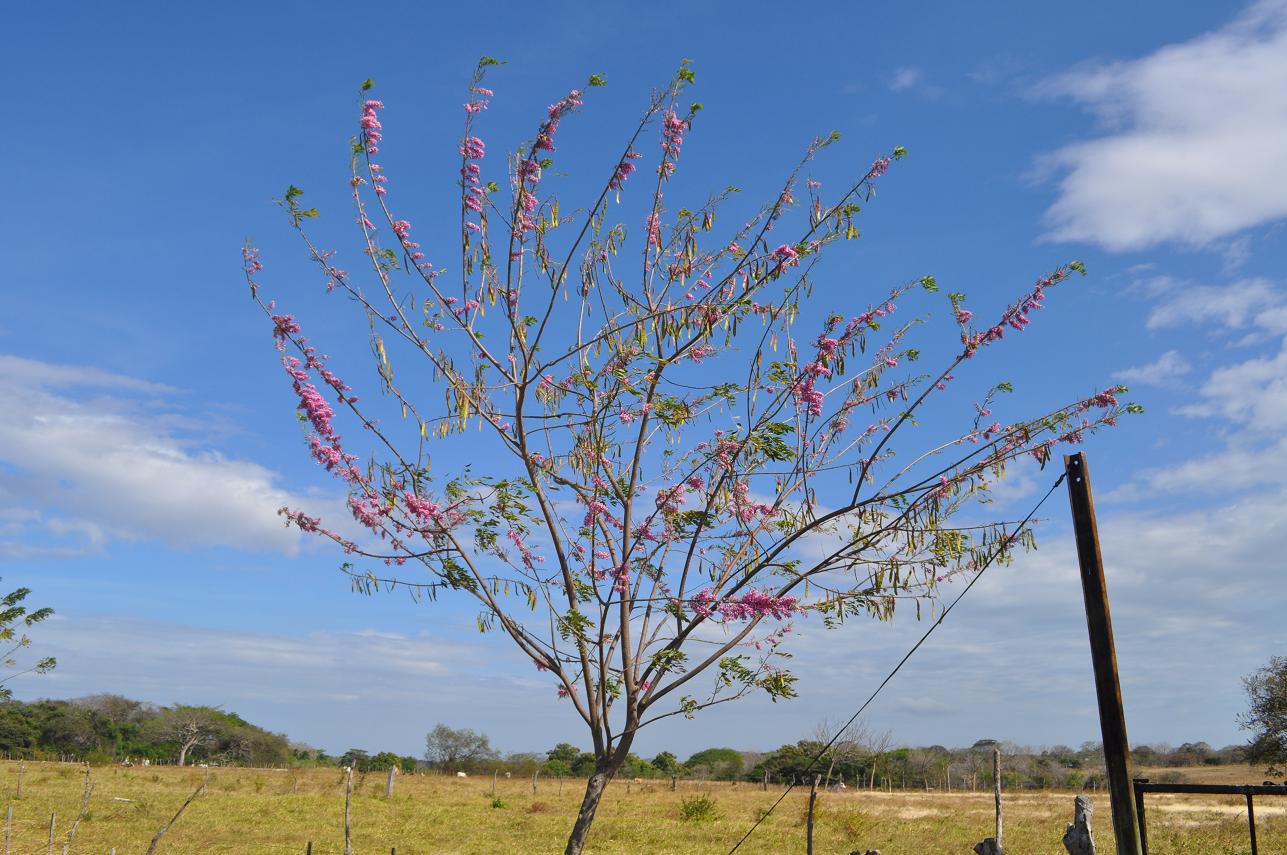 Miscellaneous, Part II (Panamá)