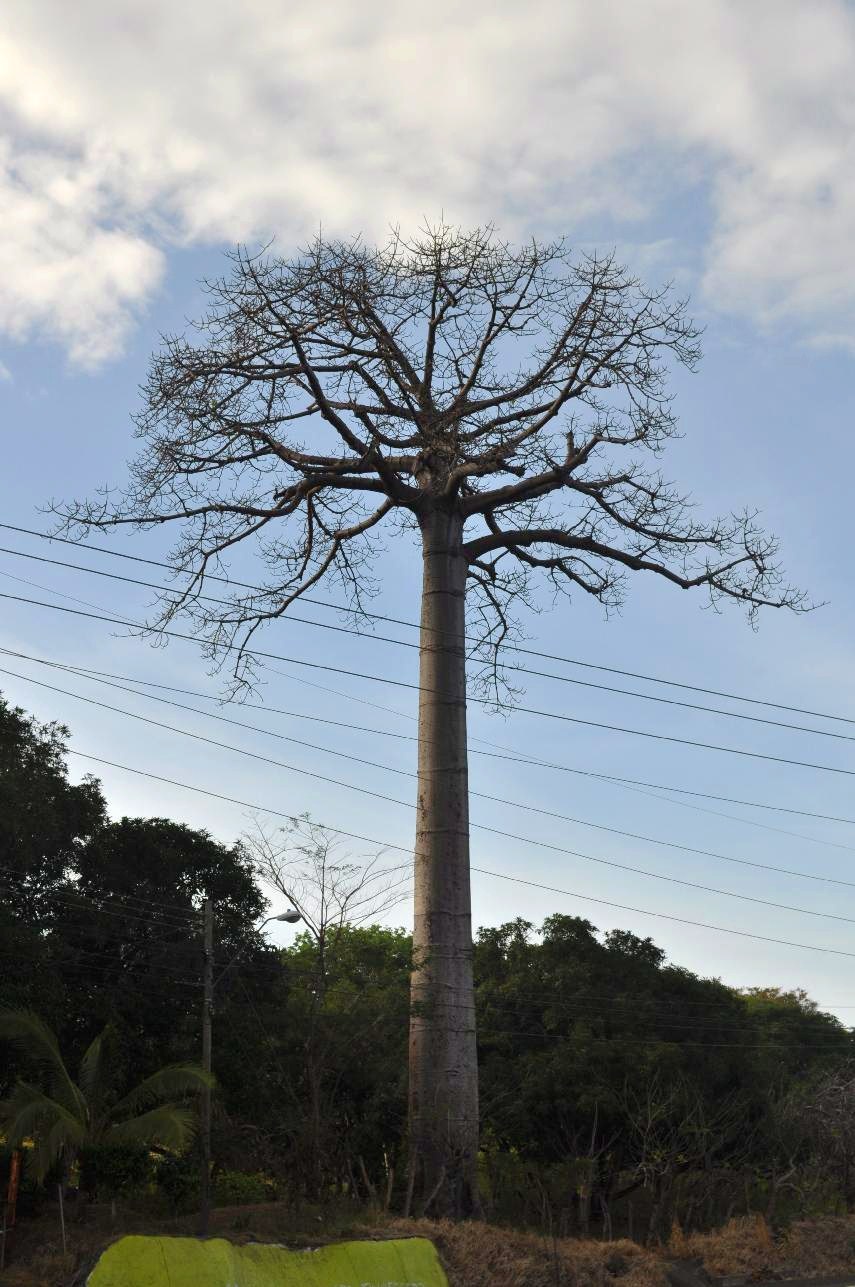 Miscellaneous, Part II (Panamá)