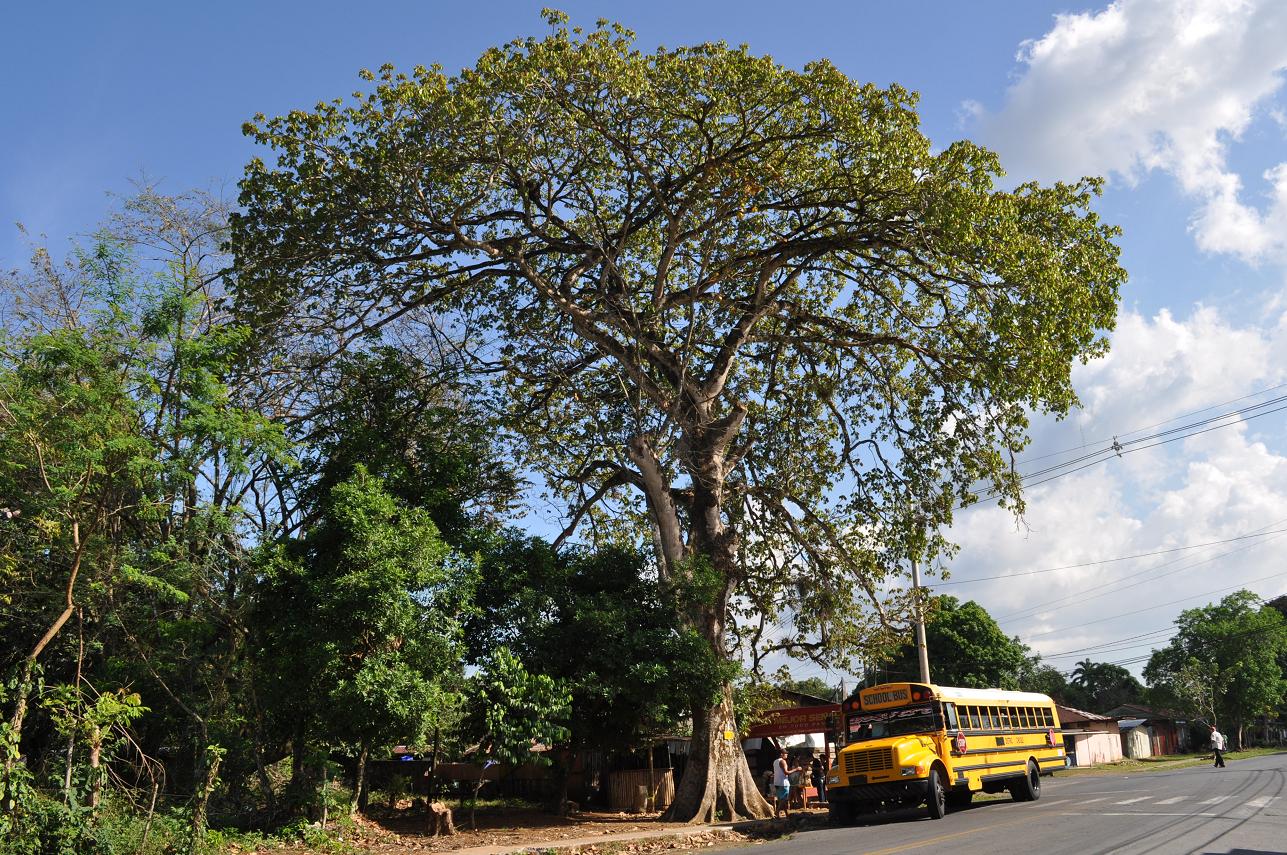 Miscellaneous, Part II (Panamá)