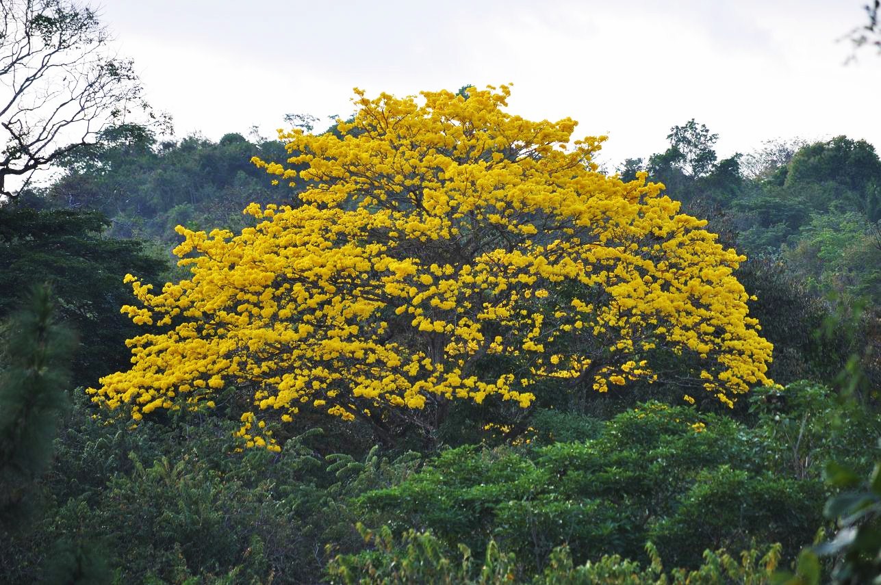 Miscellaneous, Part II (Panamá)